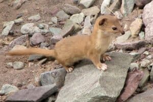 13 Types of Weasels (Interesting Facts) - Wildlife Informer