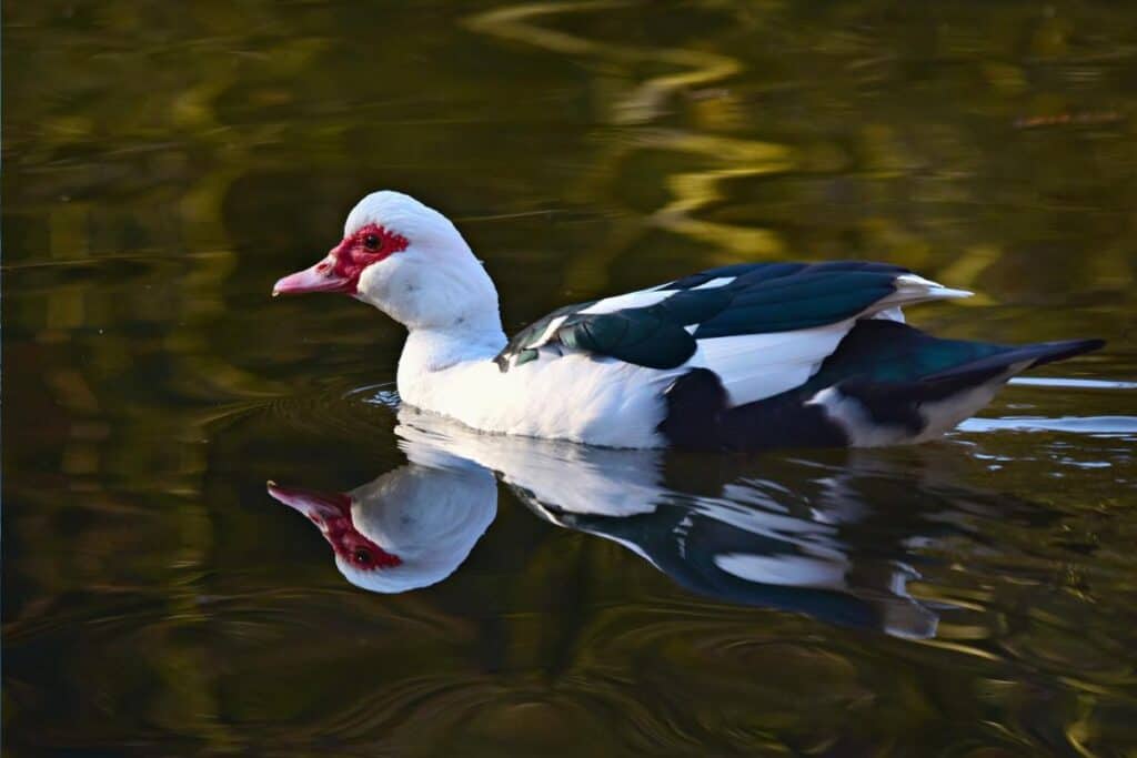 18 Species of Ducks in Texas (With Pictures) - Wildlife Informer