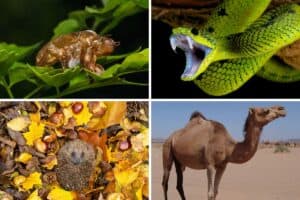 11 Physiological Adaptations In Animals - Wildlife Informer