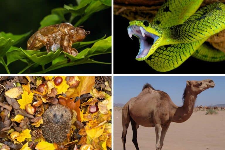 Animal Facts and Nature Information - Wildlife Informer