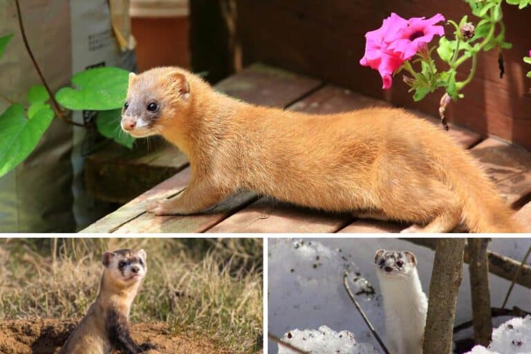 13 Types of Weasels (Interesting Facts) - Wildlife Informer