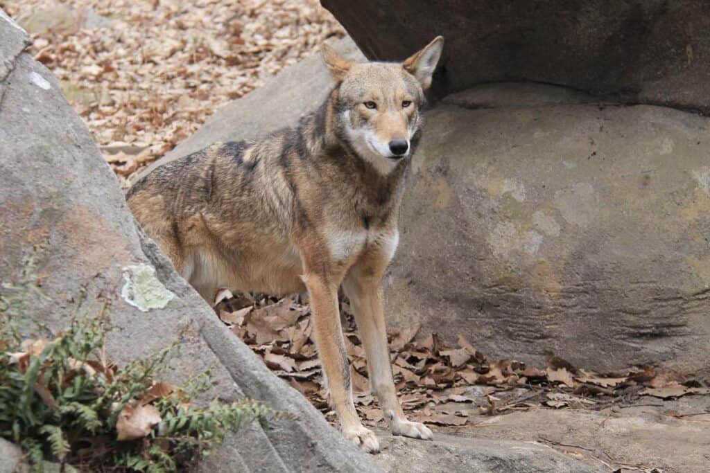 Red Wolf Population (Historically and Currently) - Wildlife Informer