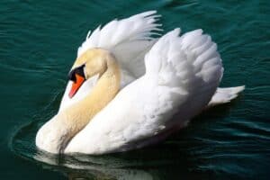 13 of the MOST Elegant Animals on Earth - Wildlife Informer
