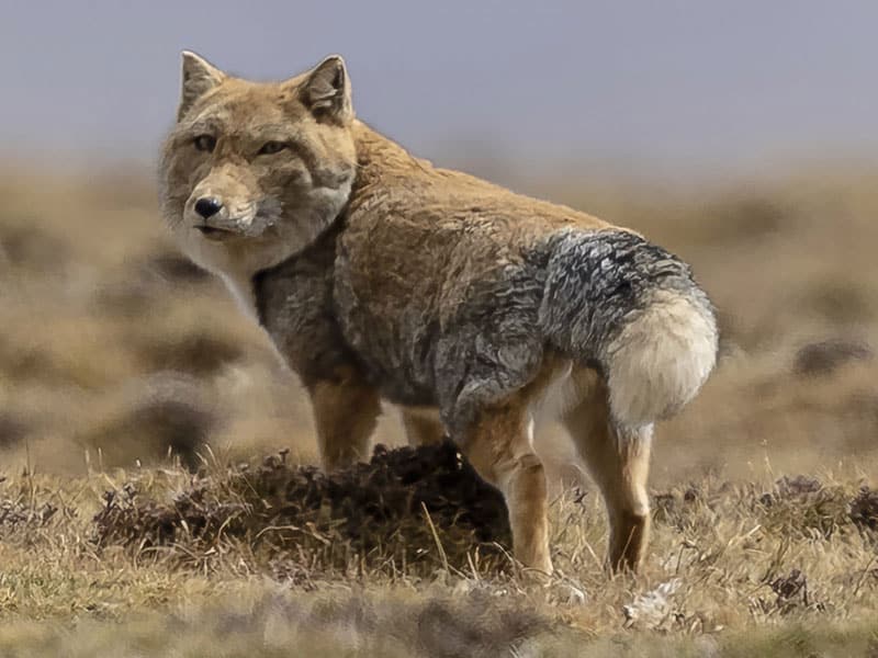 Tibetan Fox - Basic Species Information - Wildlife Informer