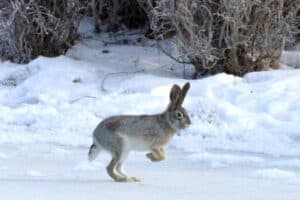 15 Common Types of Hares (Pictures) - Wildlife Informer
