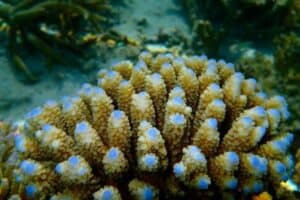 16 Amazing Types of Corals (With Pictures) - Wildlife Informer