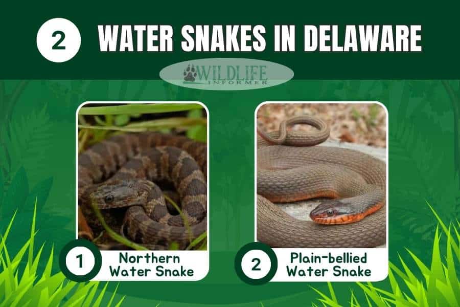 The 2 Species of Water Snakes In Delaware - Wildlife Informer