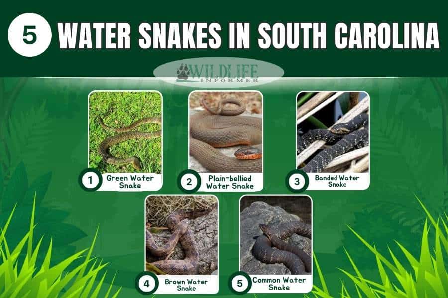 5 Water Snakes in South Carolina (Pictures) - Wildlife Informer