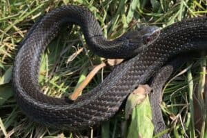 8 Types of Black Snakes Found in New Jersey - Wildlife Informer