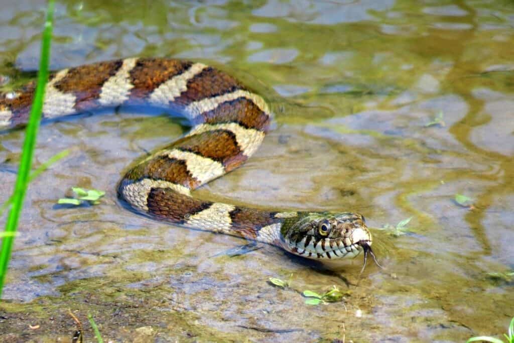 19 Species of Water Snakes (Nerodia) - Pictures - Wildlife Informer