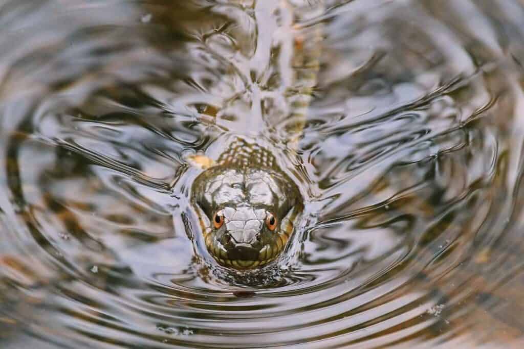 Animal Facts and Nature Information - Wildlife Informer