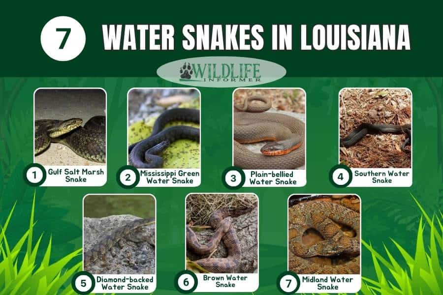 Here are the 7 Water Snakes Found in Louisiana - Wildlife Informer