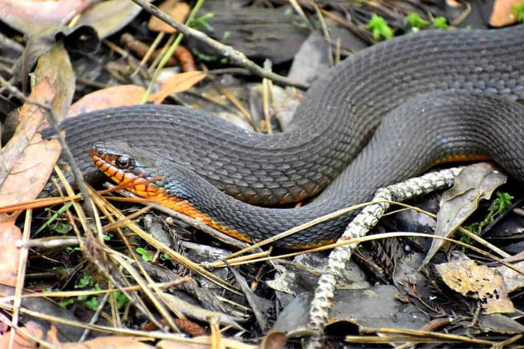 19 Species of Water Snakes (Nerodia) - Pictures - Wildlife Informer