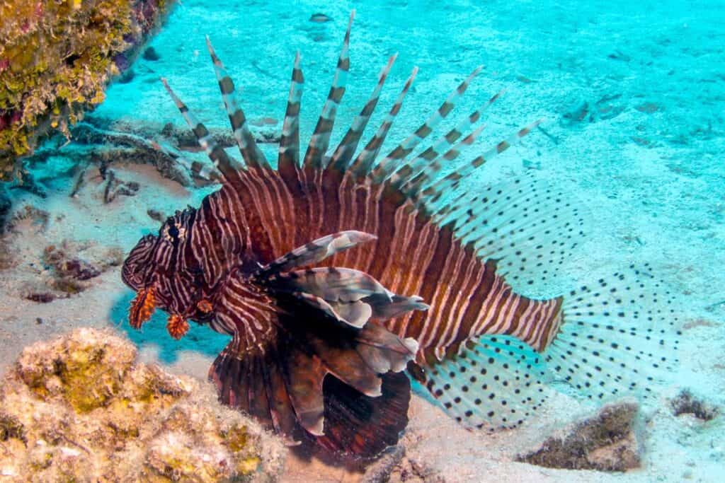 10 Invasive Marine Species (North America) - Wildlife Informer