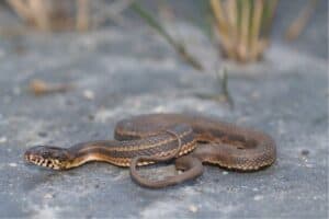 5 Types of Snakes with Yellow Stripes - Wildlife Informer