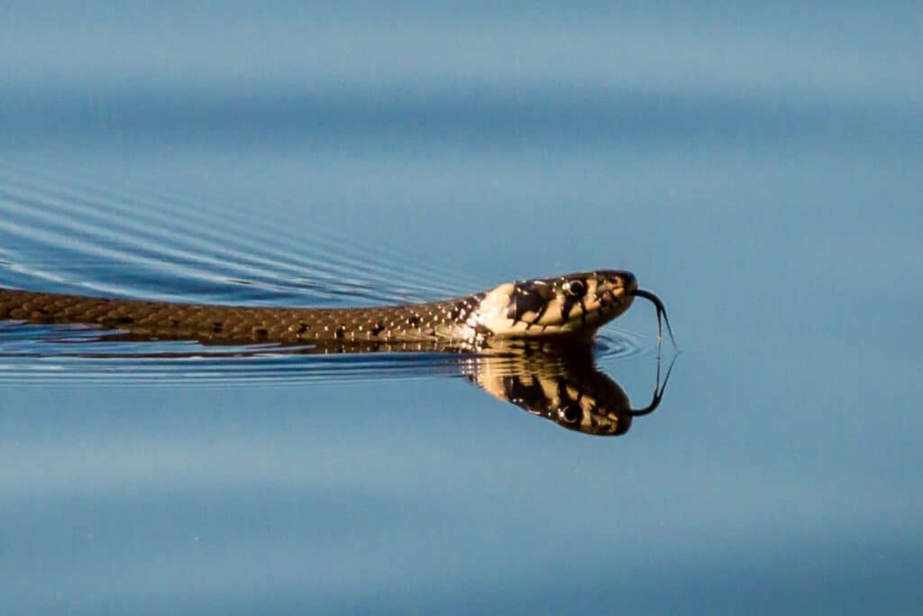 Are There Water Snakes in Hawaii? - Wildlife Informer