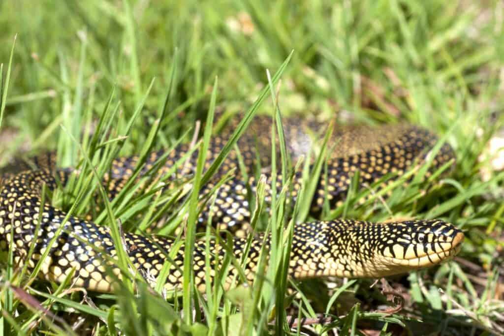 11 Types of Black Snakes Found in Missouri - Wildlife Informer