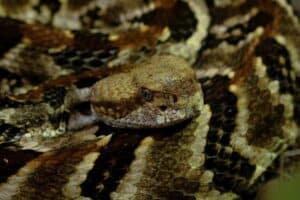 6 Types of Black Snakes in Connecticut (Pictures) - Wildlife Informer