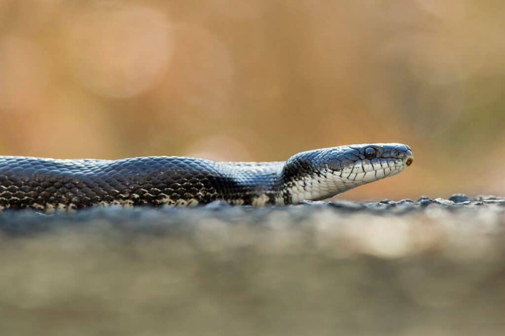 12 Black Snakes in Texas (With Pictures) - Wildlife Informer