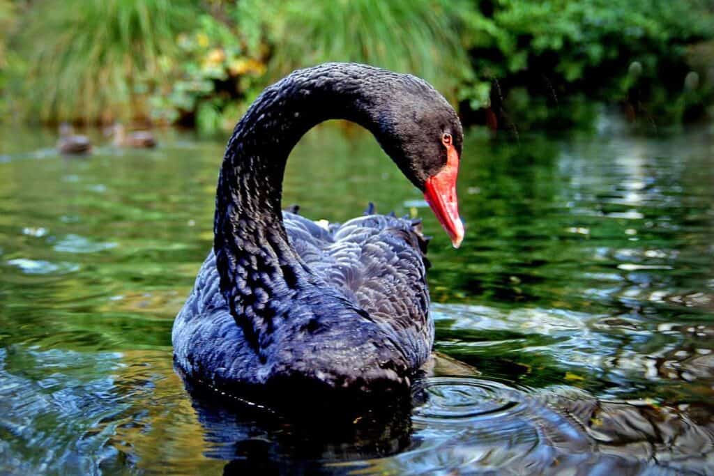 11 Animals Associated With Death - Wildlife Informer