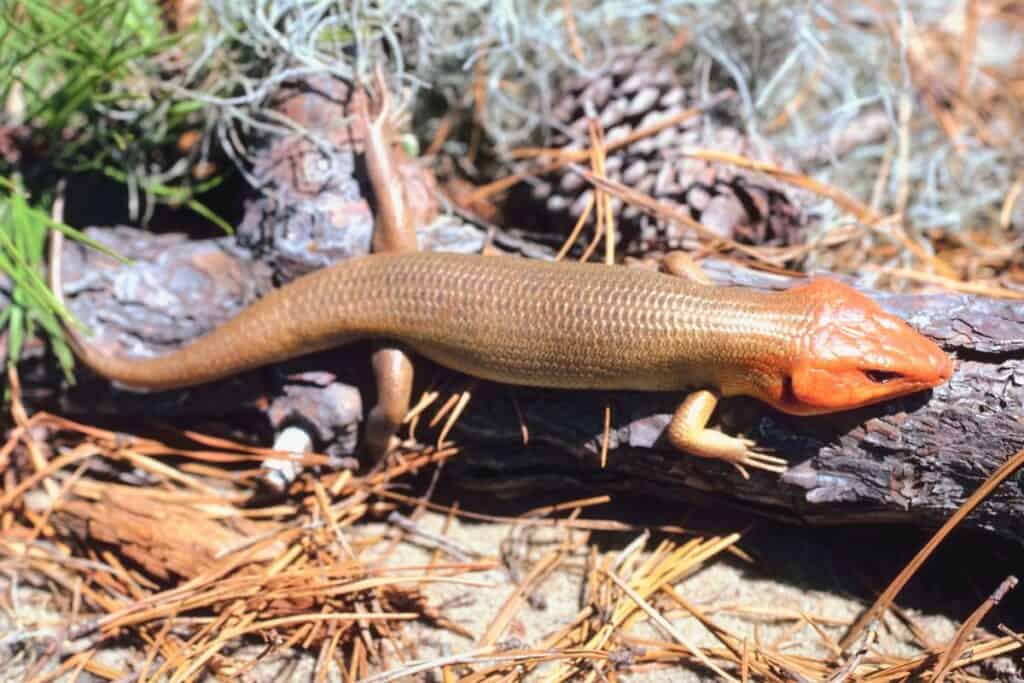 11 Species of Lizards in North Carolina (Pictures) - Wildlife Informer
