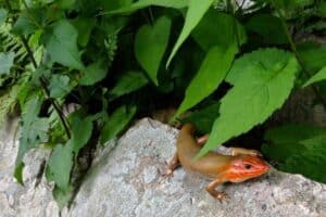 9 Types of Skinks (Pictures & Interesting Facts) - Wildlife Informer