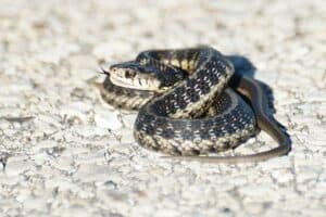 34 Types of Garter Snakes (With Pictures) - Wildlife Informer
