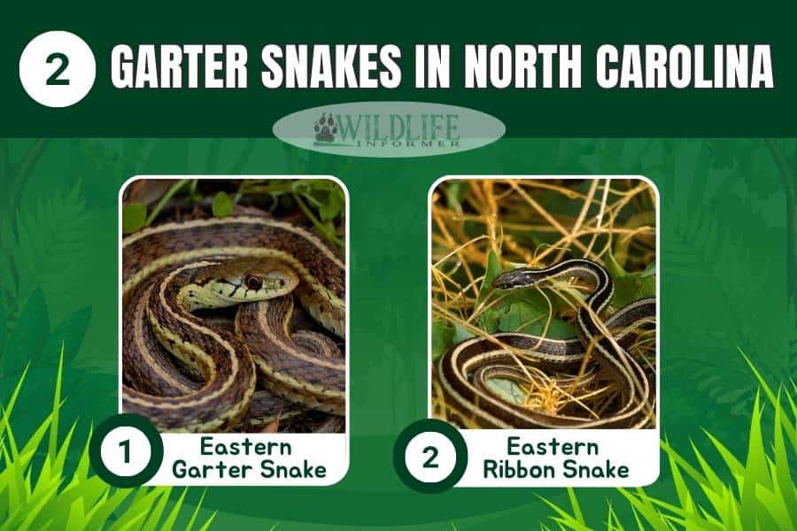 The 2 Species of Garter Snakes in North Carolina - Wildlife Informer