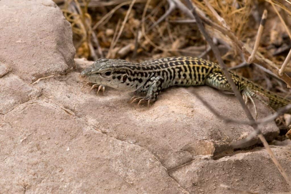 19 Species of Lizards in New Mexico - Wildlife Informer