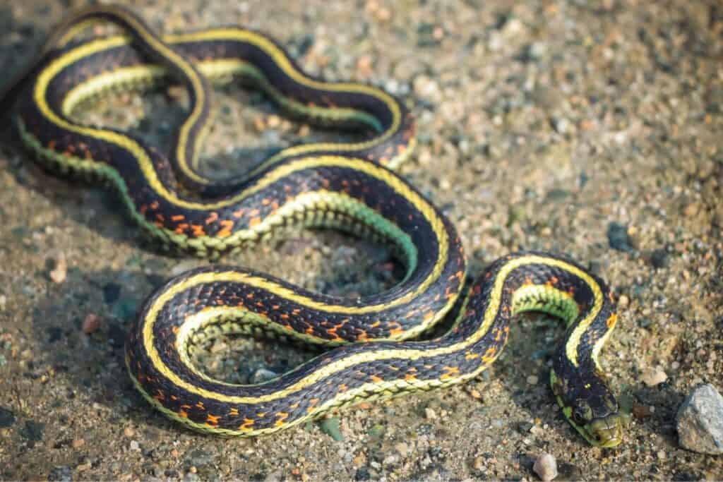 5 Species of Garter Snakes in Texas (Pictures) - Wildlife Informer