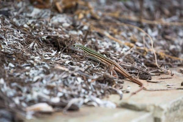 13 Lizards in Oklahoma - Wildlife Informer