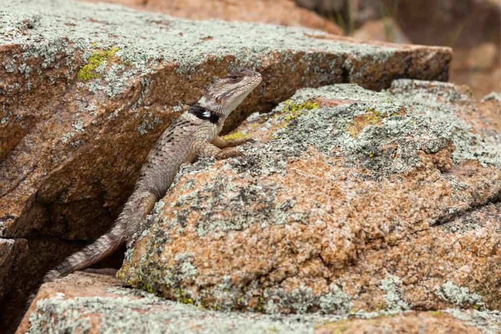 19 Species of Lizards in New Mexico - Wildlife Informer