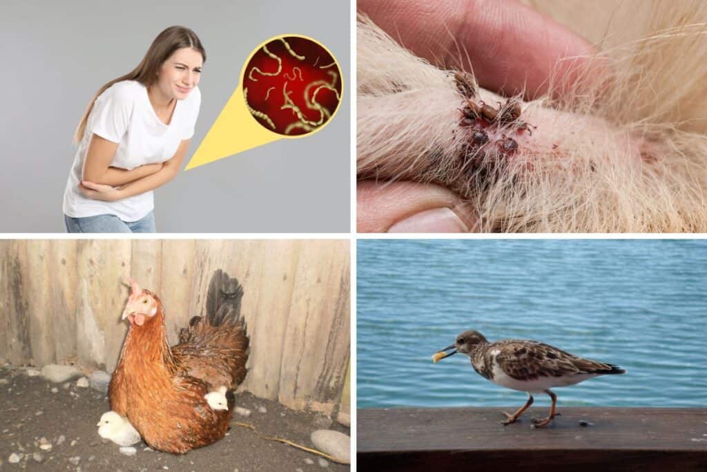 4 Types of Parasitism (With Examples & Facts) - Wildlife Informer