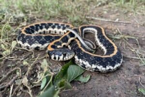 34 Types of Garter Snakes (With Pictures) - Wildlife Informer