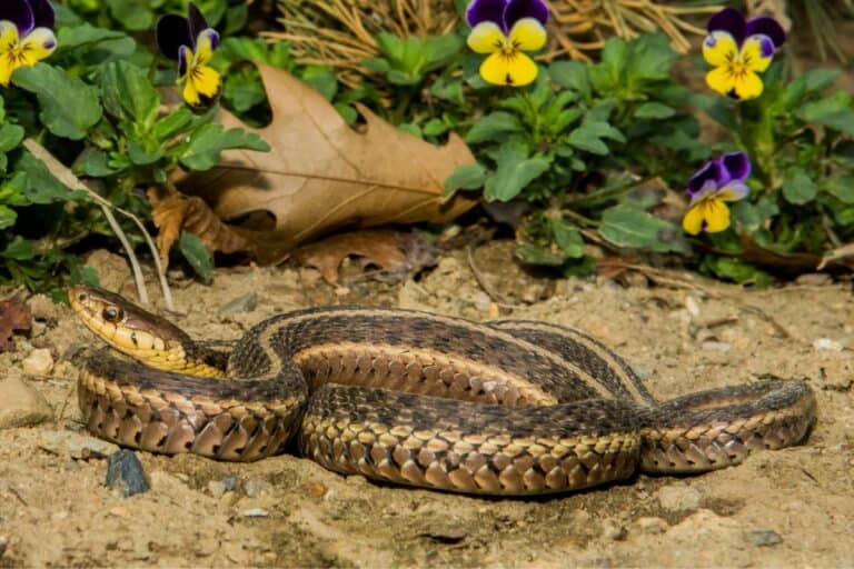 6 Species of Garter Snakes in Pennsylvania - Wildlife Informer