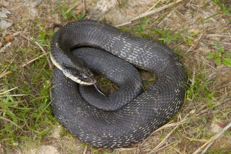 12 Species of Black Snakes in Tennessee (Pictures) - Wildlife Informer
