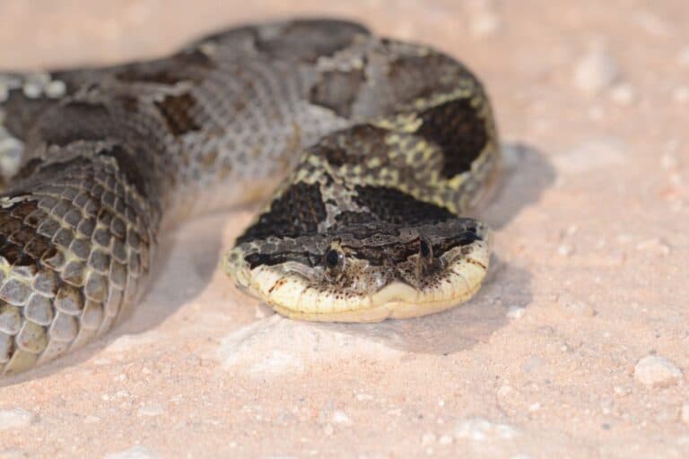 7 Types of Snakes With Flat Heads (Pictures) - Wildlife Informer