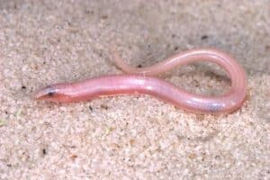 14 Species of Lizards in South Florida (Pictures) - Wildlife Informer