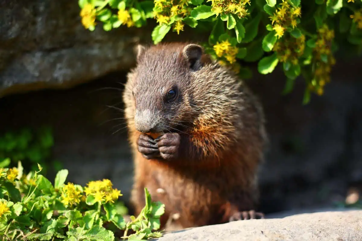 What To Feed Groundhogs From The Kitchen Wildlife Informer