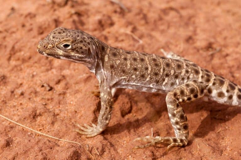 20 Species of Lizards in Texas (With Pictures) - Wildlife Informer