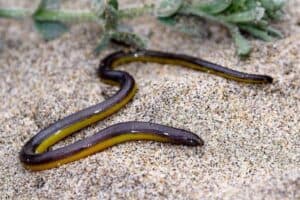 Legless Lizard vs Snake (10 Differences) - Wildlife Informer