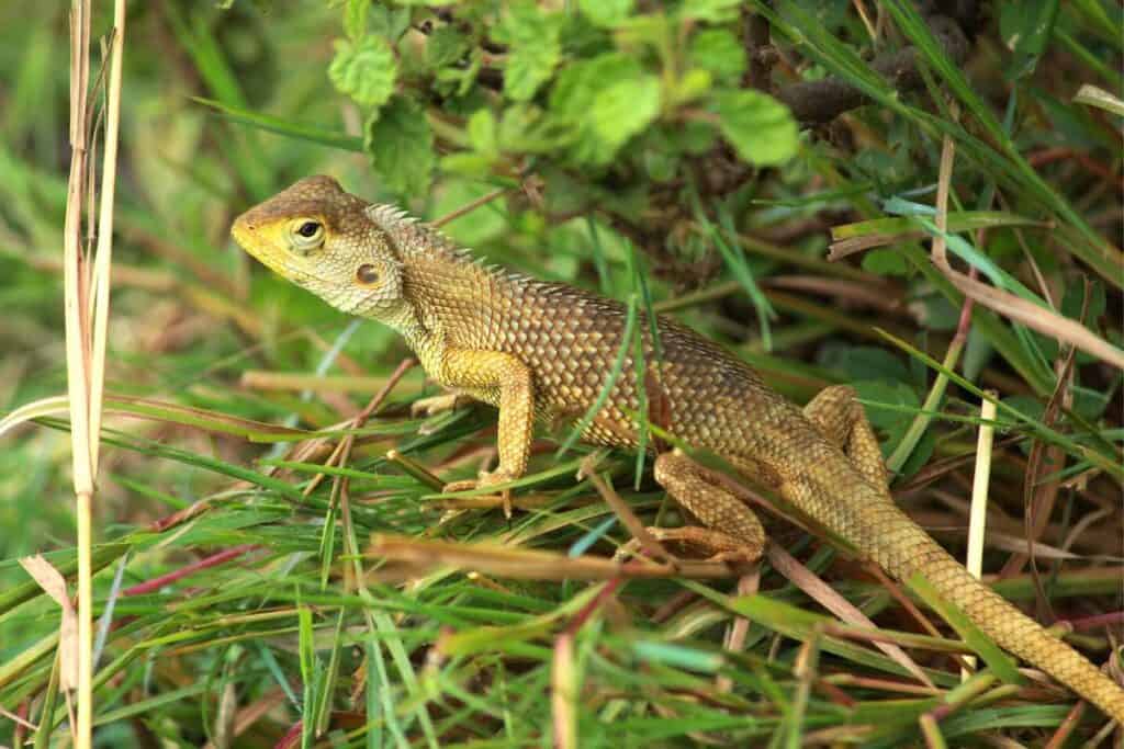 13 Species of Green Lizards in Florida (Pictures) - Wildlife Informer