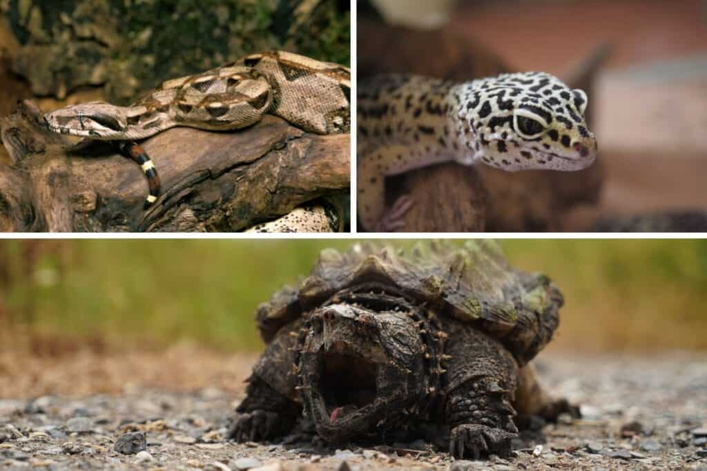Nocturnal Reptiles (17 Examples with Pictures) - Wildlife Informer