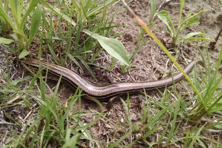 11 Species of Lizards of Missouri (Pictures) - Wildlife Informer