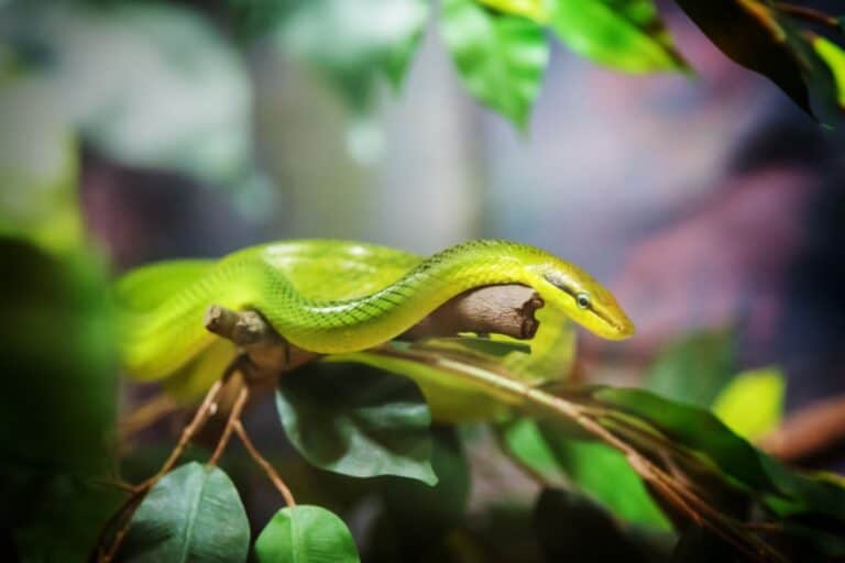 6 Types of Green Snakes (Pictures & Facts) - Wildlife Informer