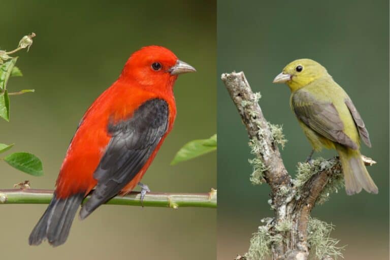 8 Facts About Scarlet Tanagers (with Photos) - Wildlife Informer