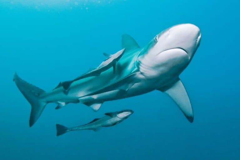 12 Examples of Commensalism Relationships - Wildlife Informer