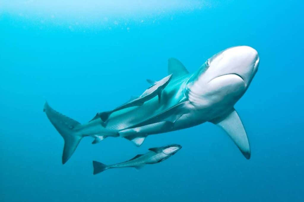 9 Examples of Animal Relationships - Wildlife Informer
