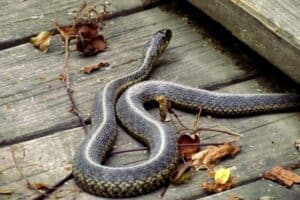 34 Types of Garter Snakes (With Pictures) - Wildlife Informer