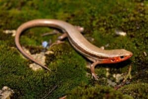 6 Types of Lizards in South Carolina (Pictures) - Wildlife Informer